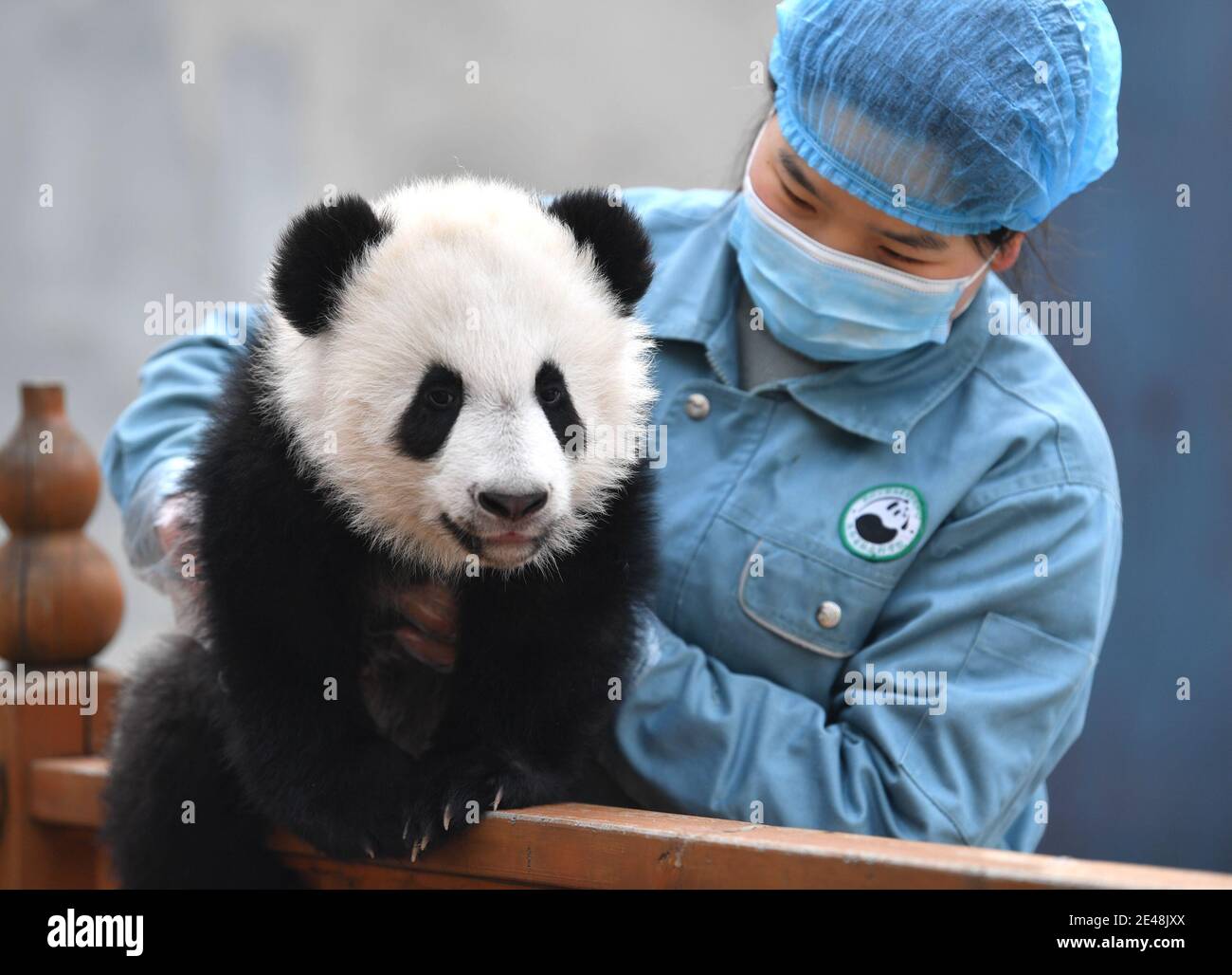 Xi'an. 22nd Jan, 2021. A keeper takes care of a giant panda cub at the ...