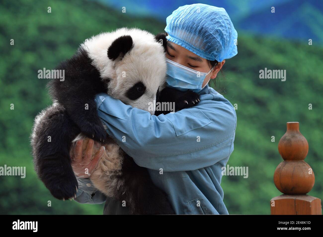 Xi'an. 22nd Jan, 2021. A keeper takes care of a giant panda cub at the ...