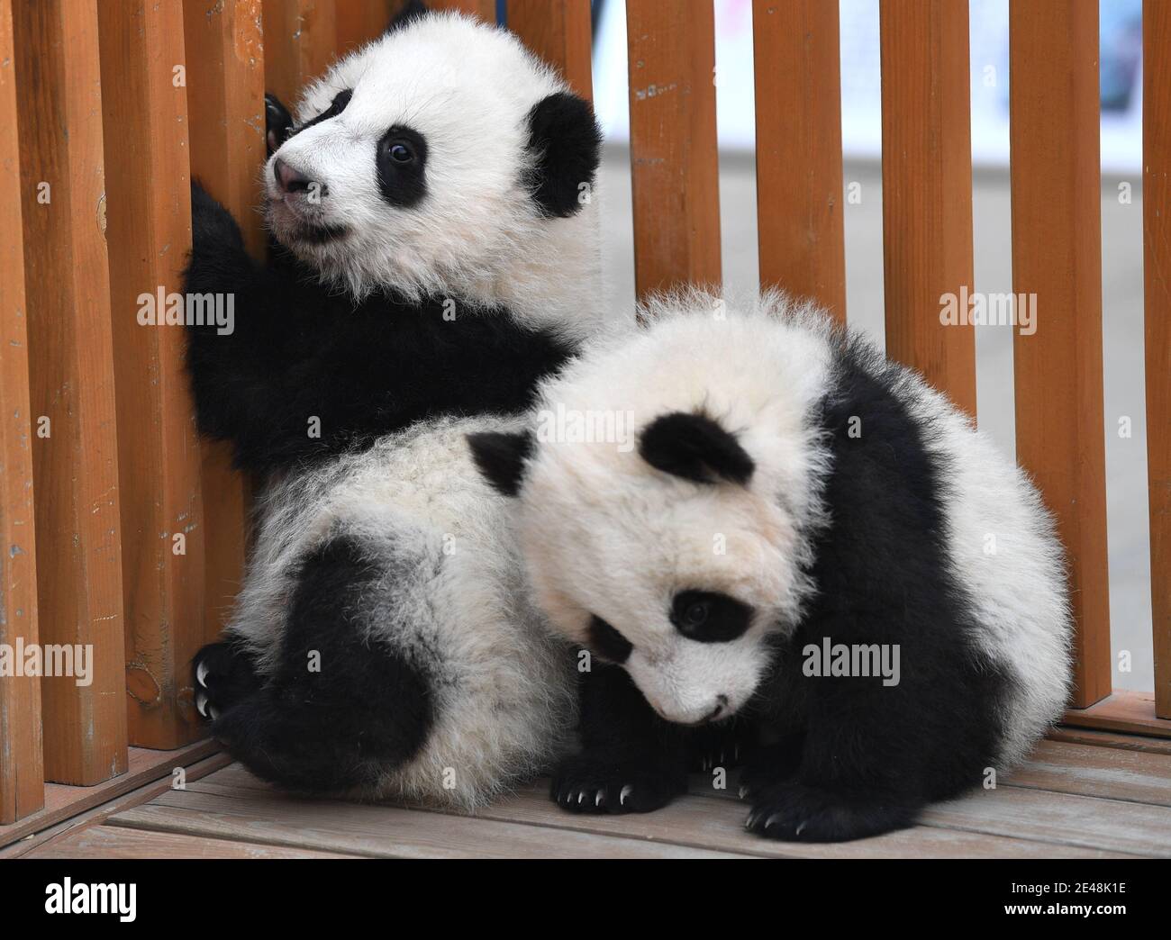 Xi'an. 22nd Jan, 2021. Giant panda cubs play at the Qinling breeding ...
