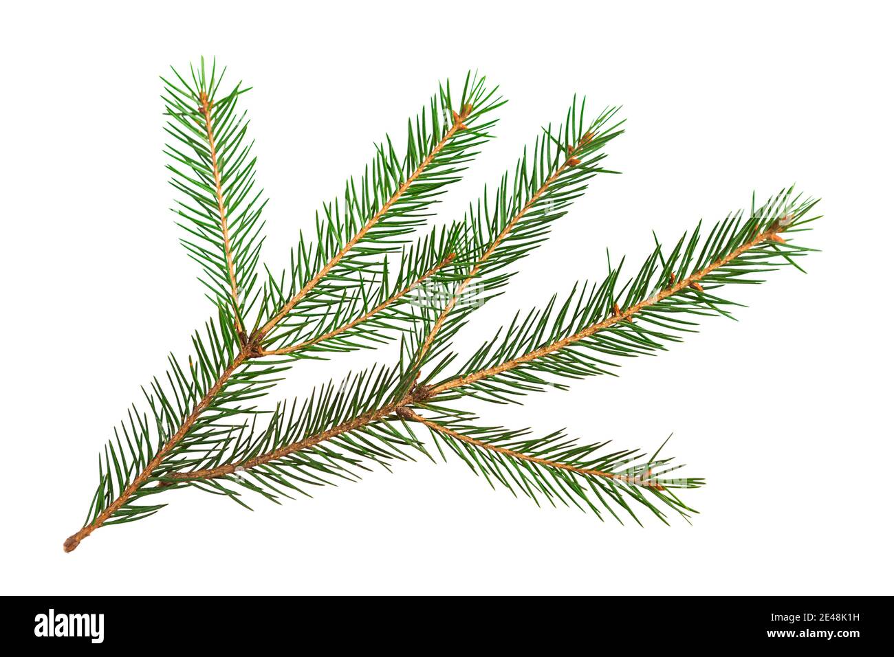 Green spruce branch with short needles close-up on a white background ...