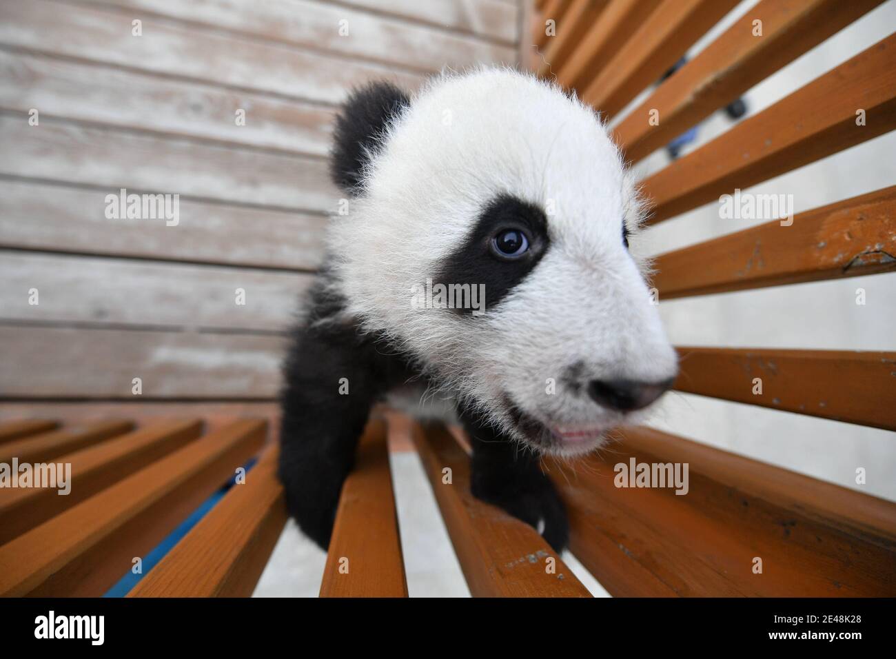 Giant Panda Cubs Playing