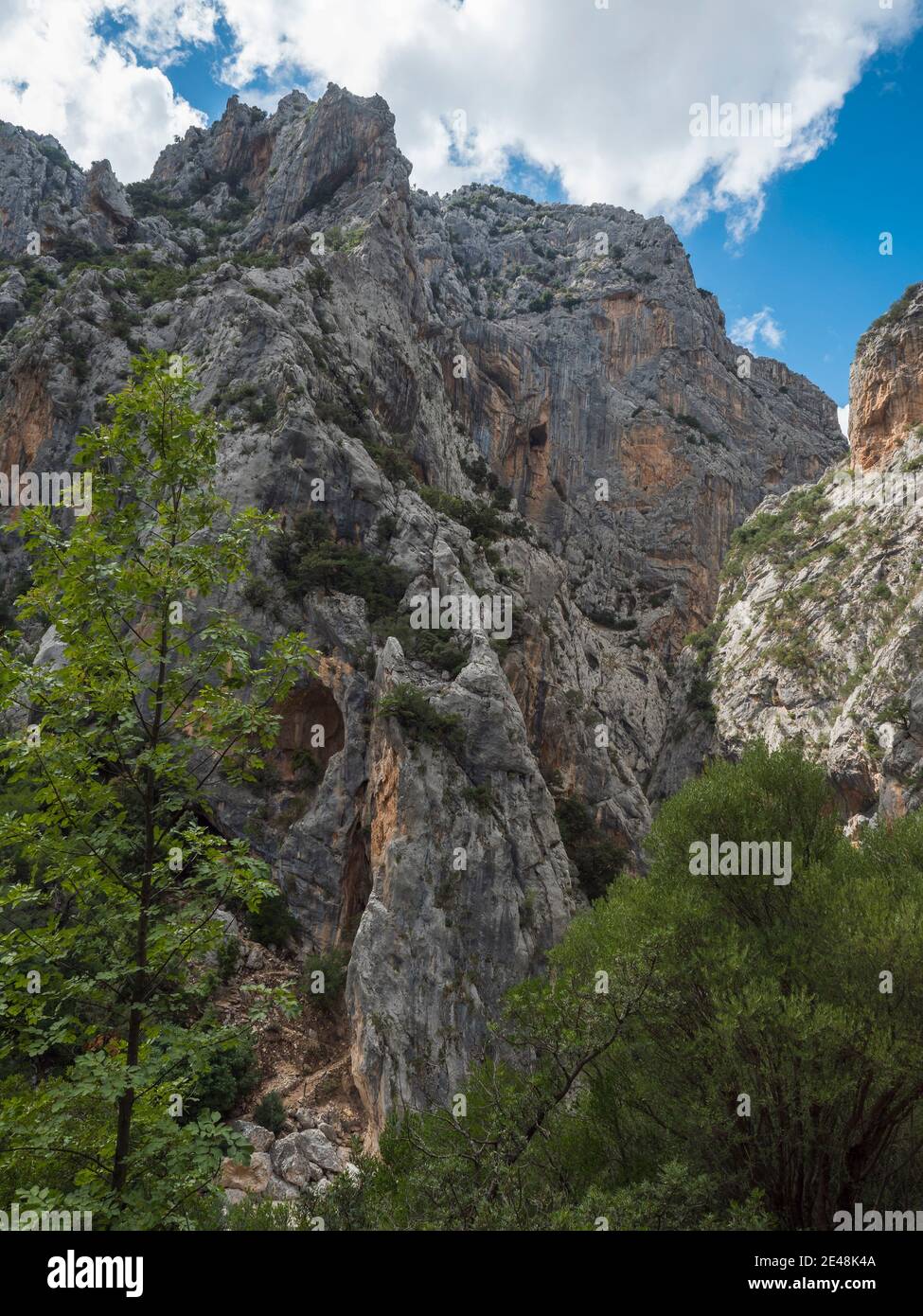Limestone rock face of Gola Su Gorropu gorge with green bush and trees ...