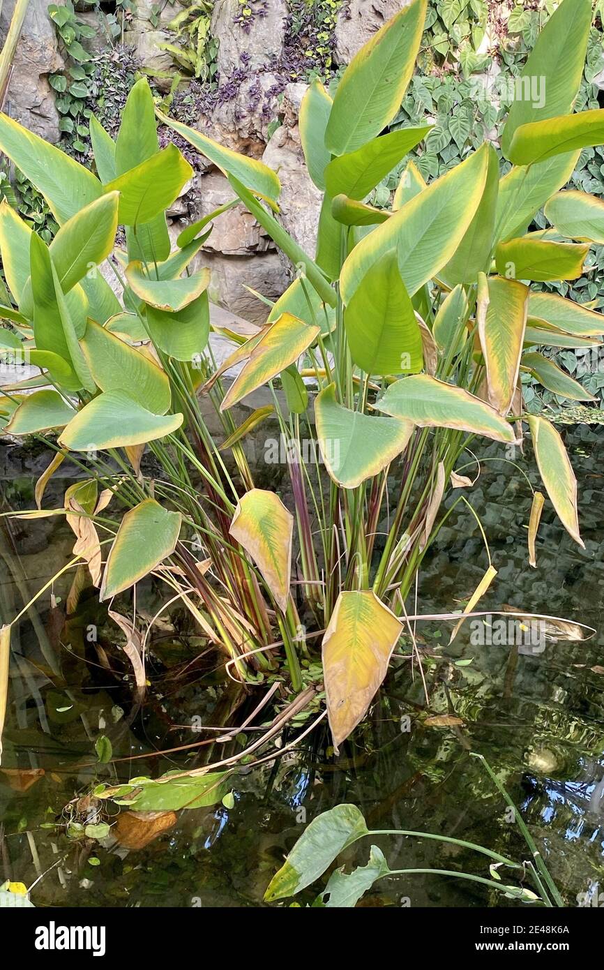 Thalia dealbata hi-res stock photography and images - Alamy