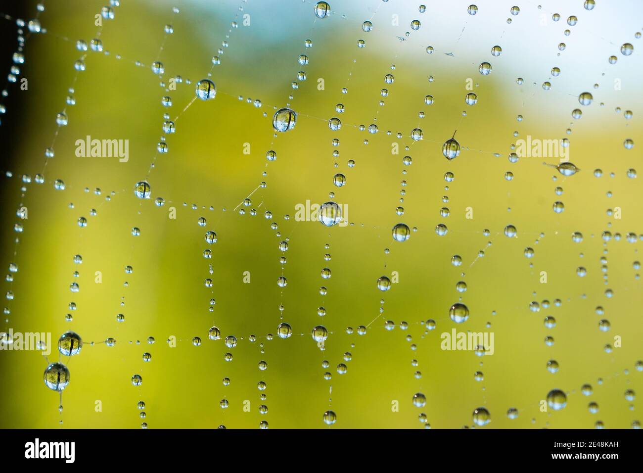 Cobweb or spiderweb natural rain pattern background close-up. Cobweb ...