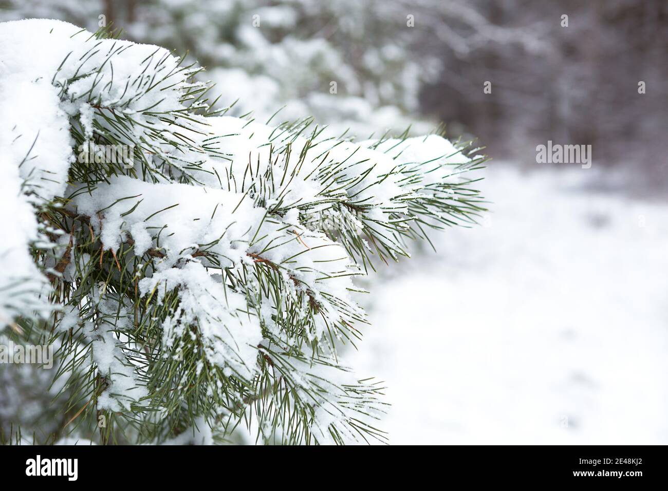 Snow-covered trees in the forest after a snowfall. Spruce and pine ...
