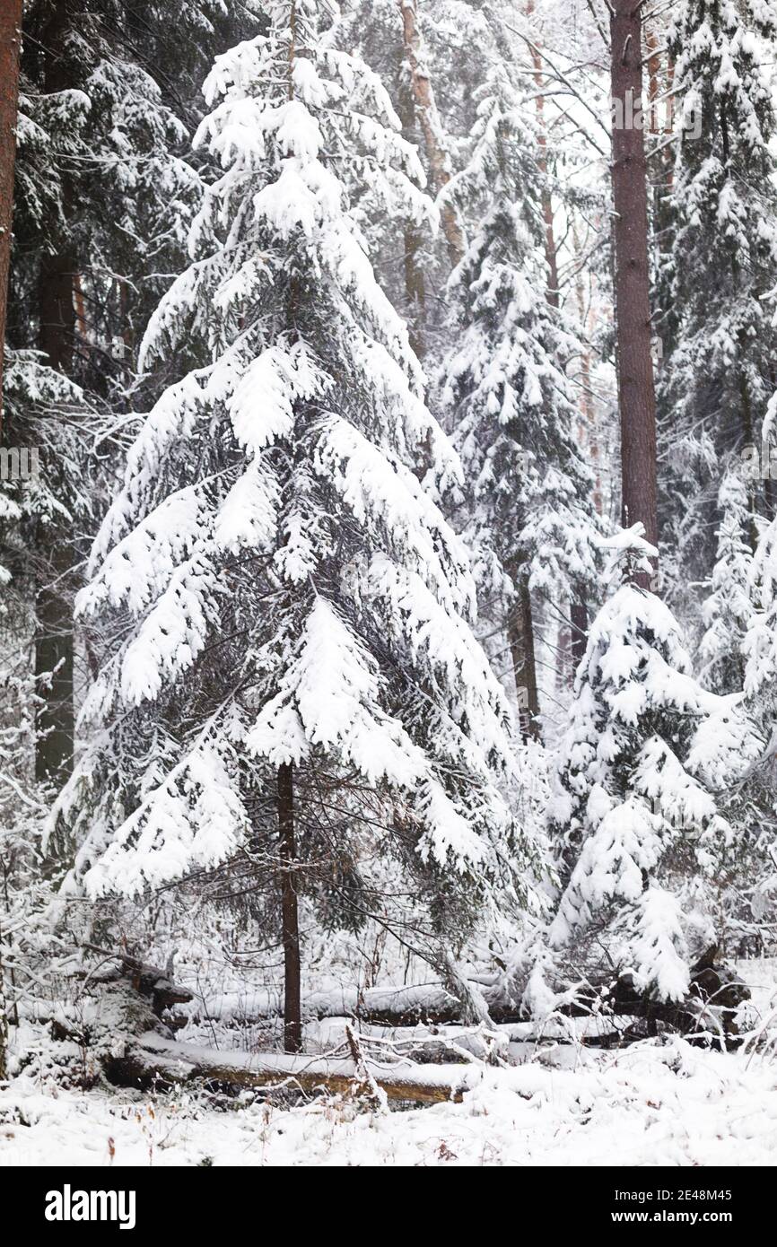 Snow-covered trees in the forest after a snowfall. Spruce and pine ...