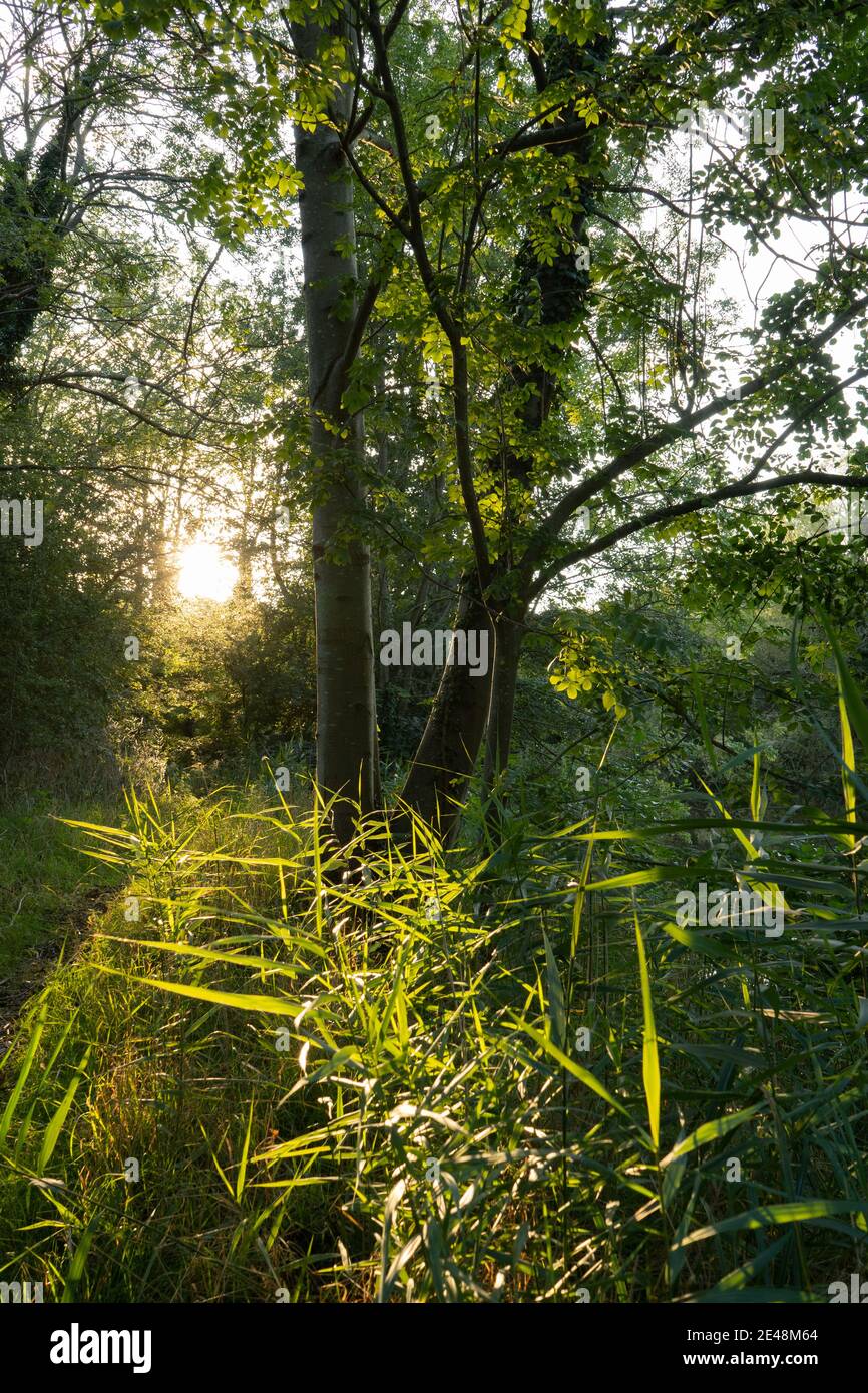 Lime green sun lit grass beautiful dusk evening next to young trees ...