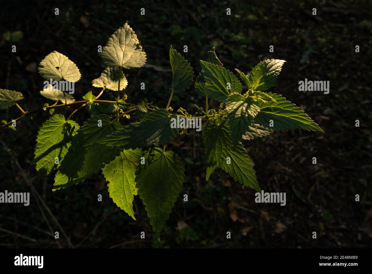 Closeup of stinging nettles Urtica dioica, leaves magically lit by dusk ...