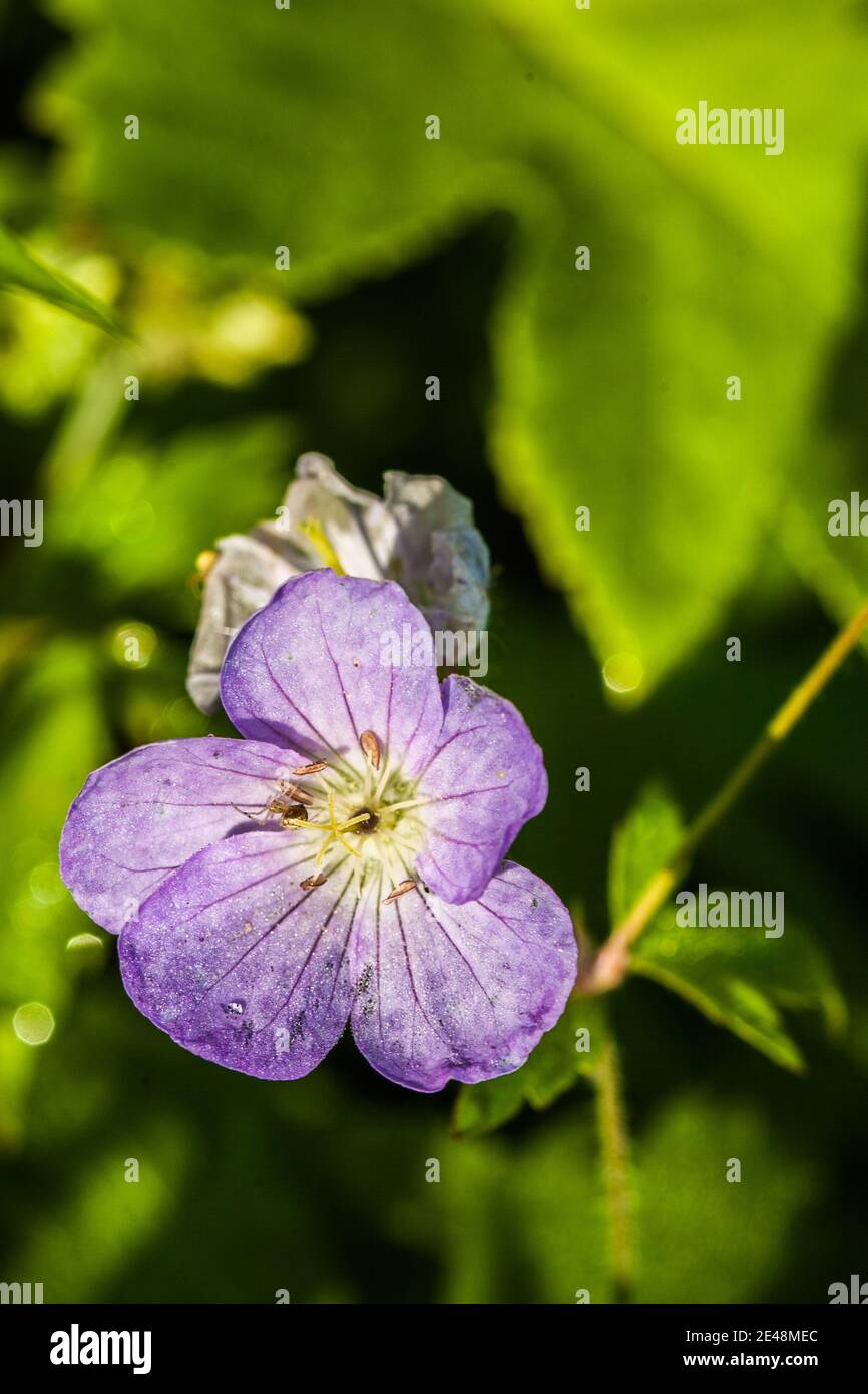 Geranium macro hi-res stock photography and images - Alamy