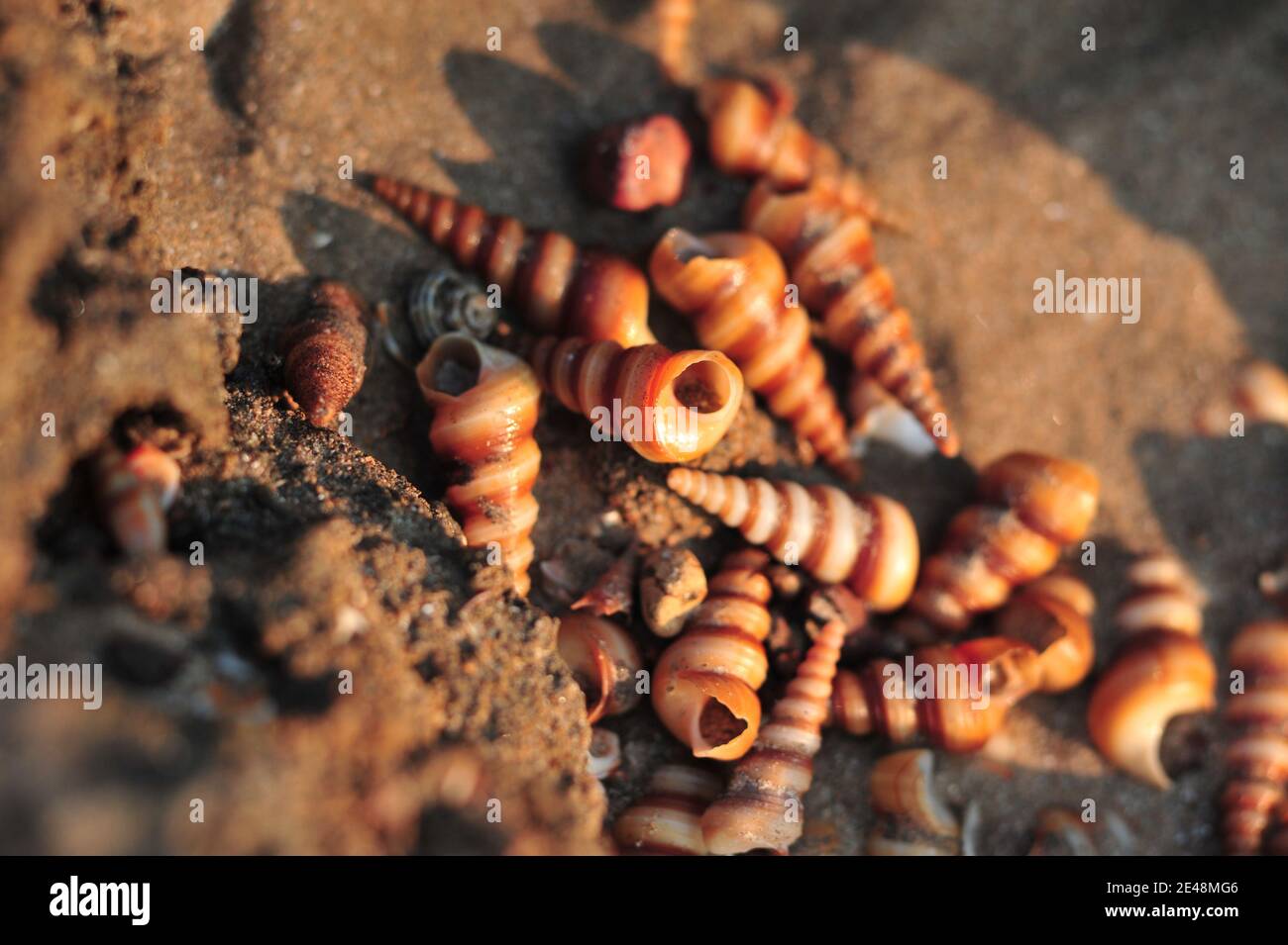Top view closeup shot of abandoned cone shells at Malgund Beach, India ...