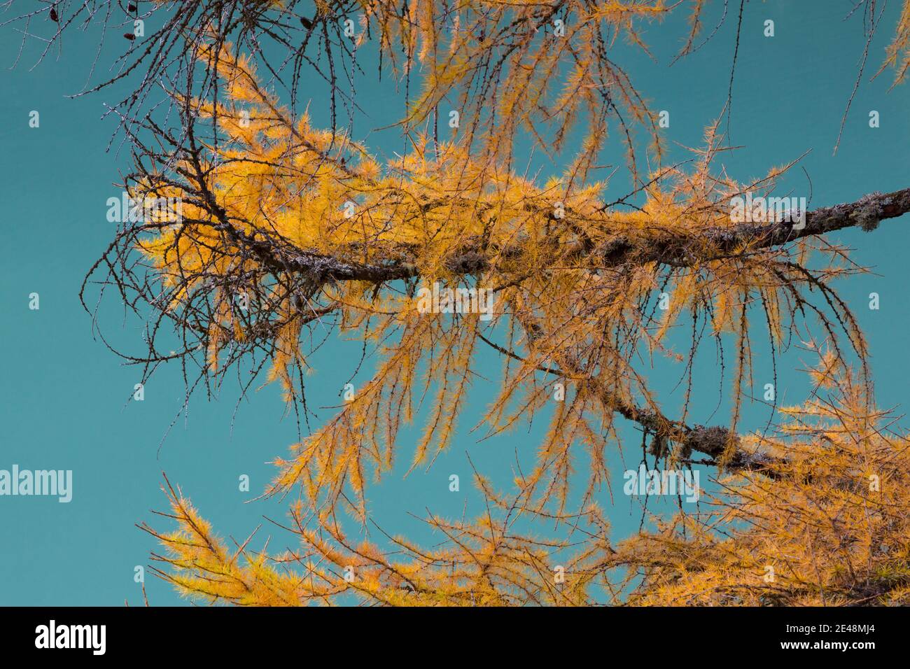 colorful details of natural golden spruce tree in autmn Stock Photo - Alamy