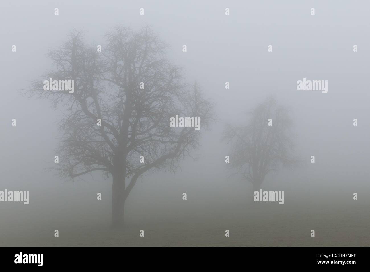 Two trees in the fog hi-res stock photography and images - Alamy
