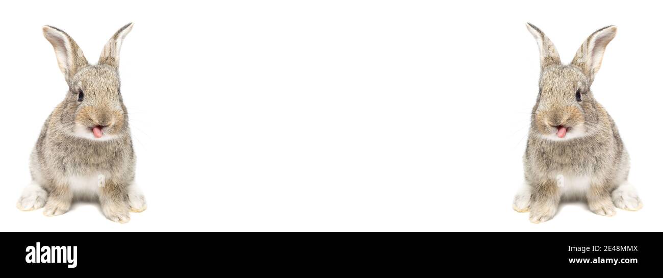 Adorable baby gray rabbit sitting isolated on white background. Lovely ...