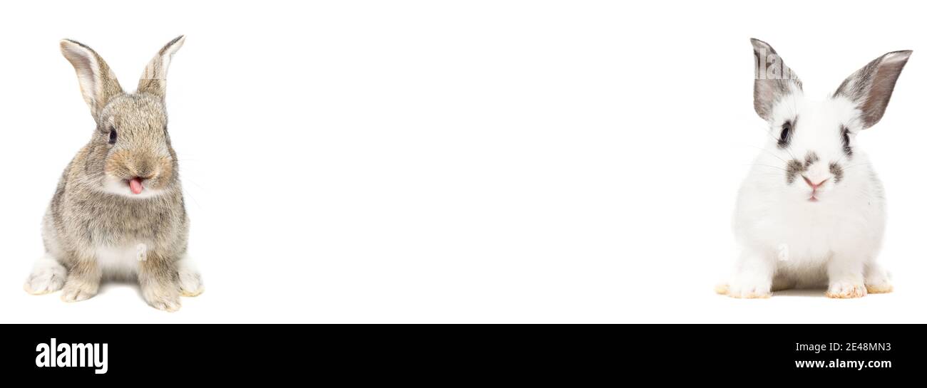 Adorable baby gray rabbit sitting isolated on white background. Lovely ...