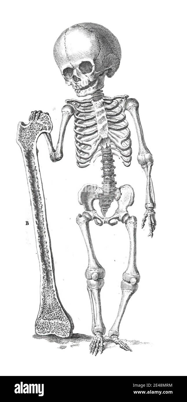 Vertical illustration of the skeleton of a dwarf person Stock Photo - Alamy