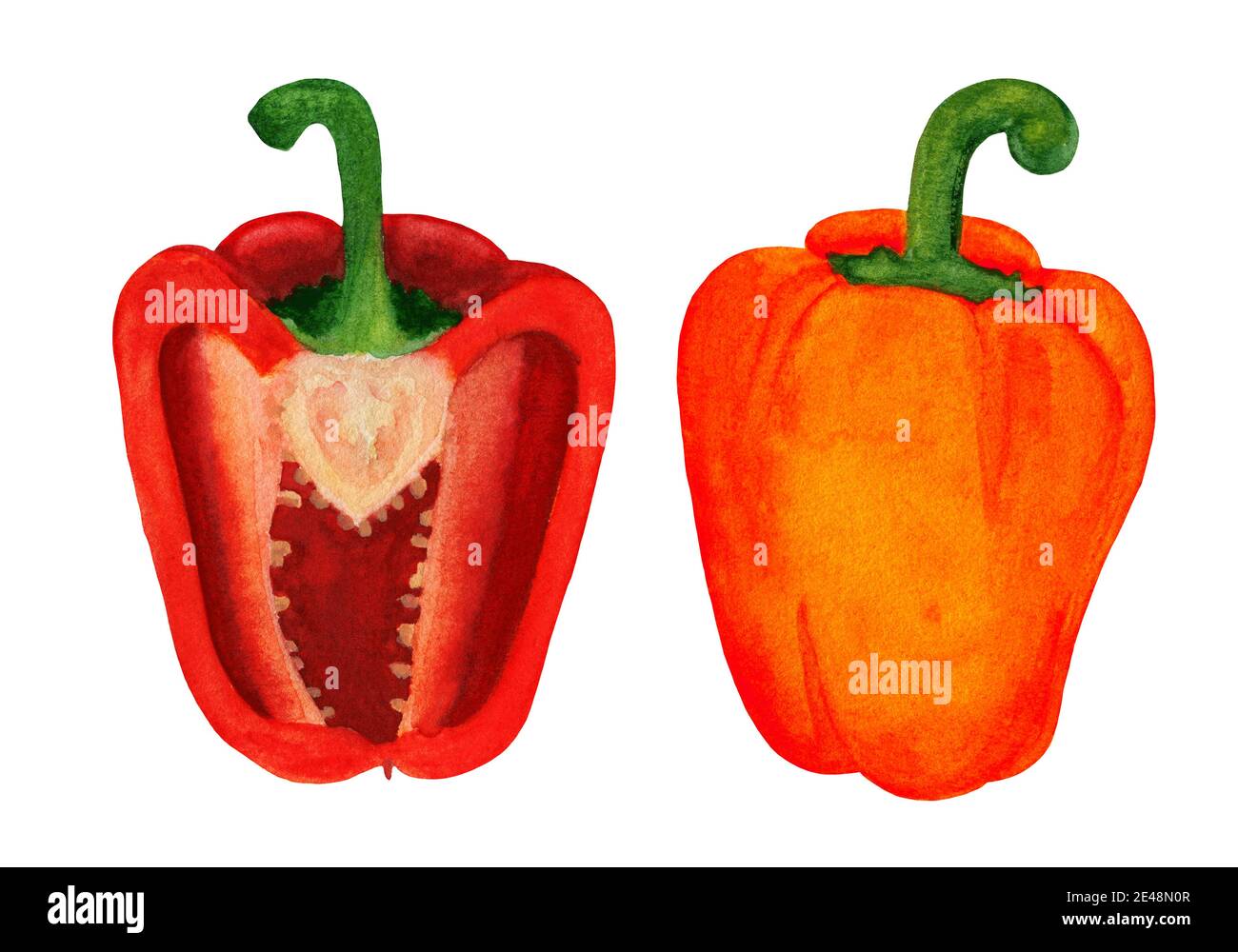 Watercolor red bell pepper cross section and whole Stock Photo - Alamy