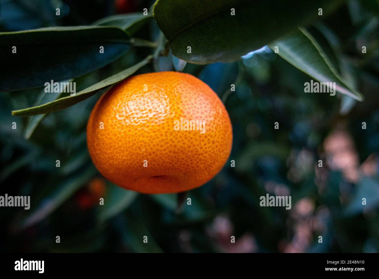 Beautiful oranges on a tree Stock Photo - Alamy