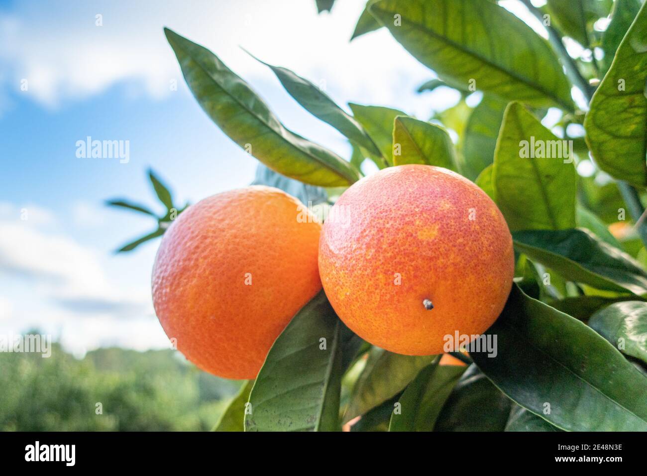 Beautiful oranges on a tree Stock Photo - Alamy