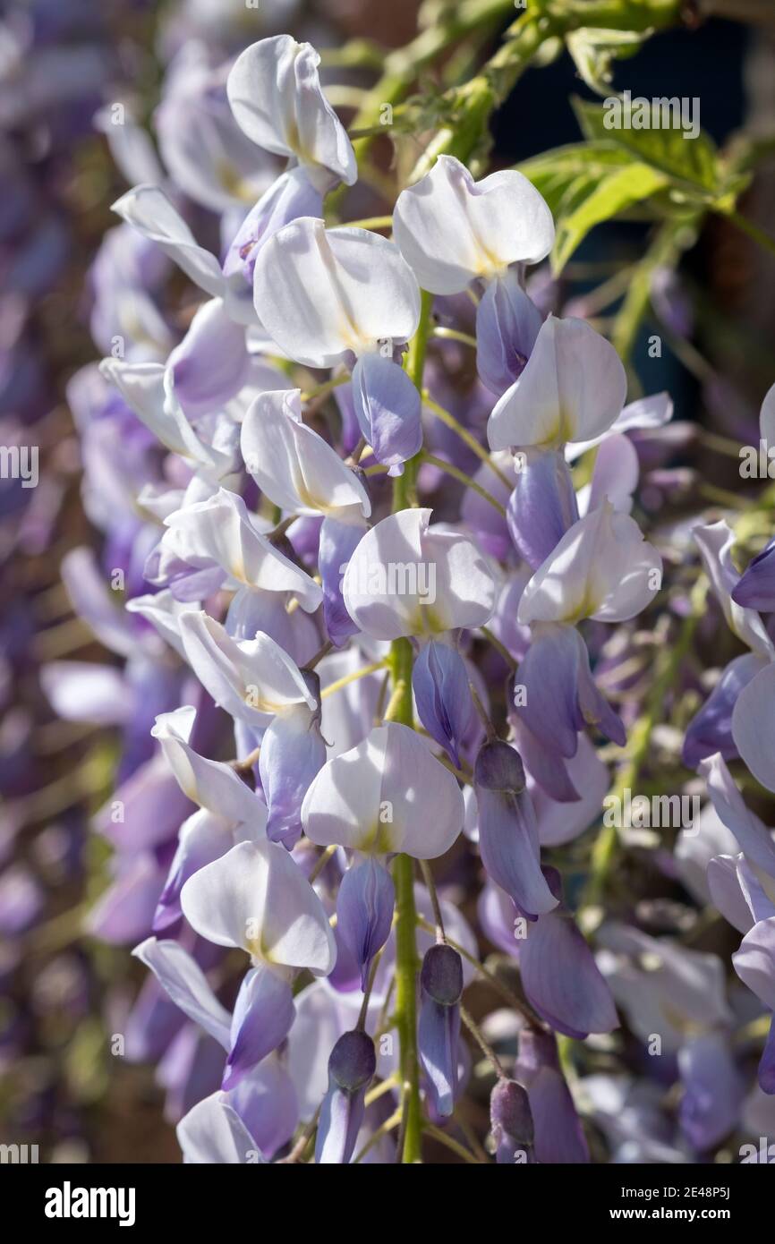 Beautiful light Wisteria flowers example Stock Photo - Alamy