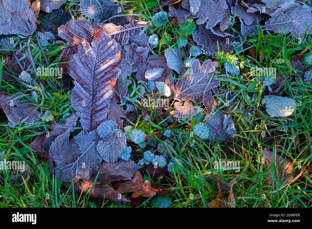 Collection of Autumn leaves frozen to the ground Stock Photo - Alamy