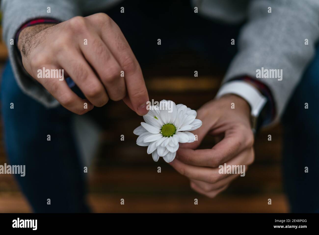 Man's hand plucking off the petals from a white flower Stock Photo - Alamy