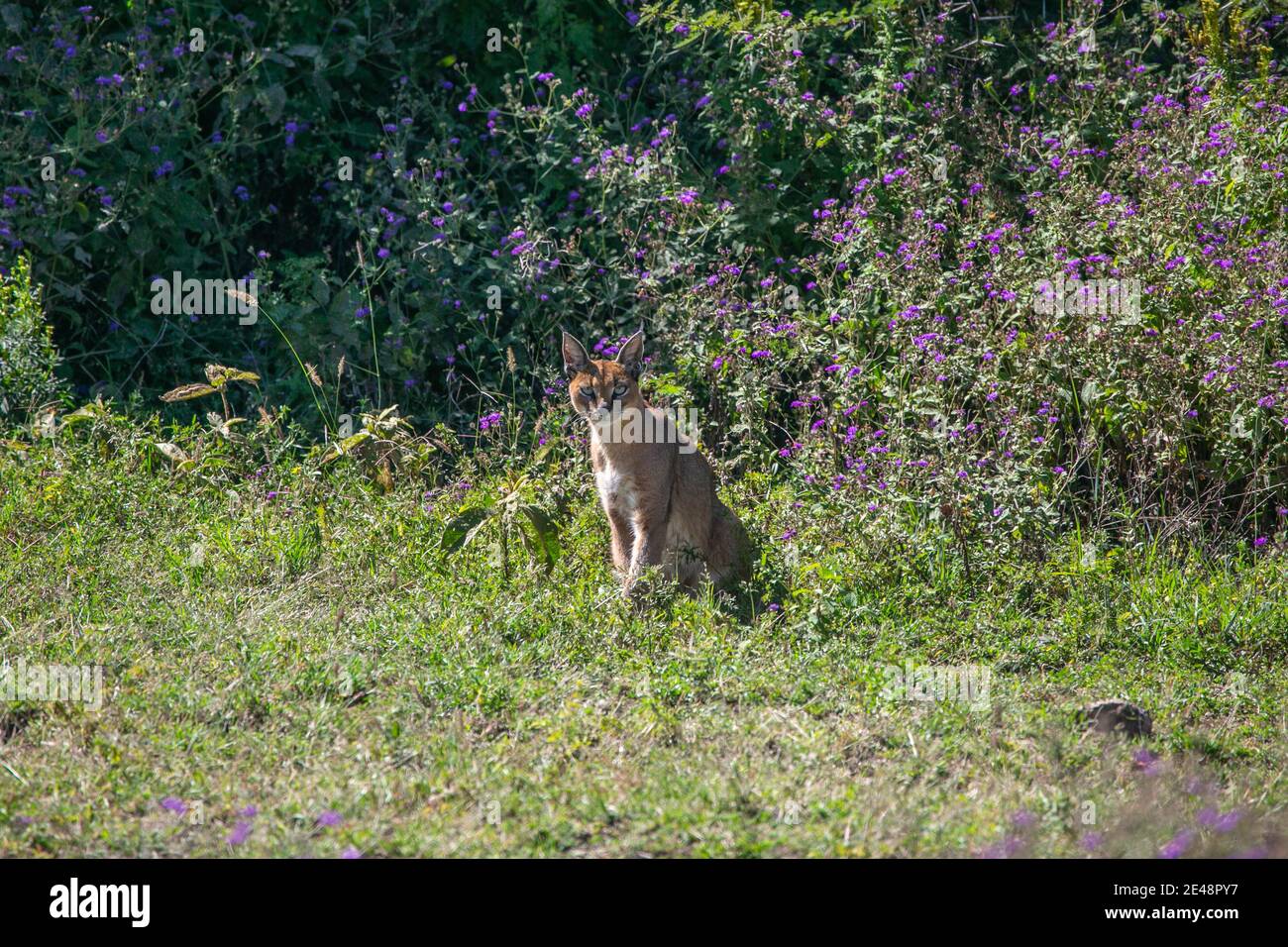 Endangered wild animal caracal hi-res stock photography and images - Alamy