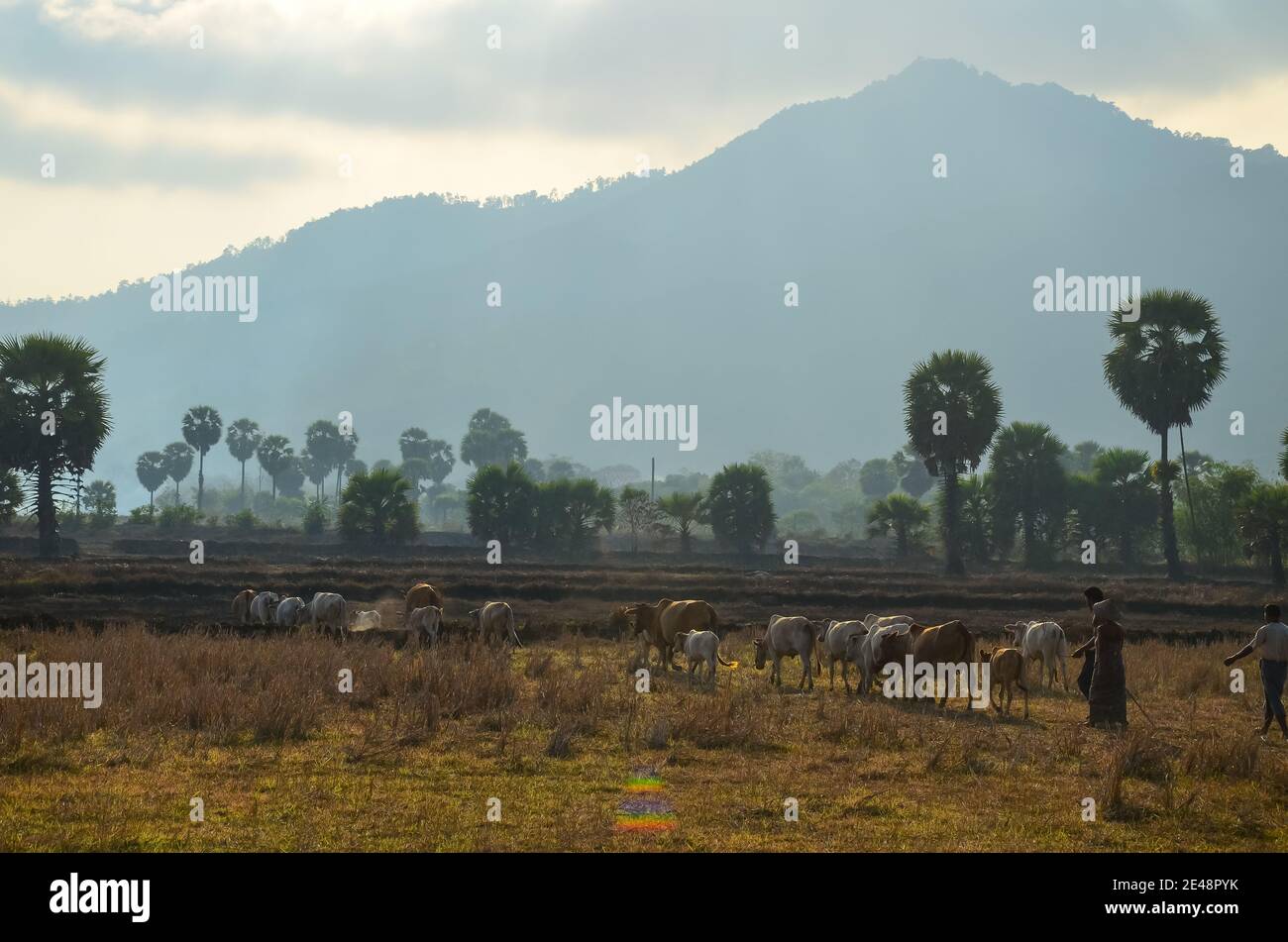 Beautiful shot of cattle grazing in a meadow in Dawei, Myanmar Stock ...