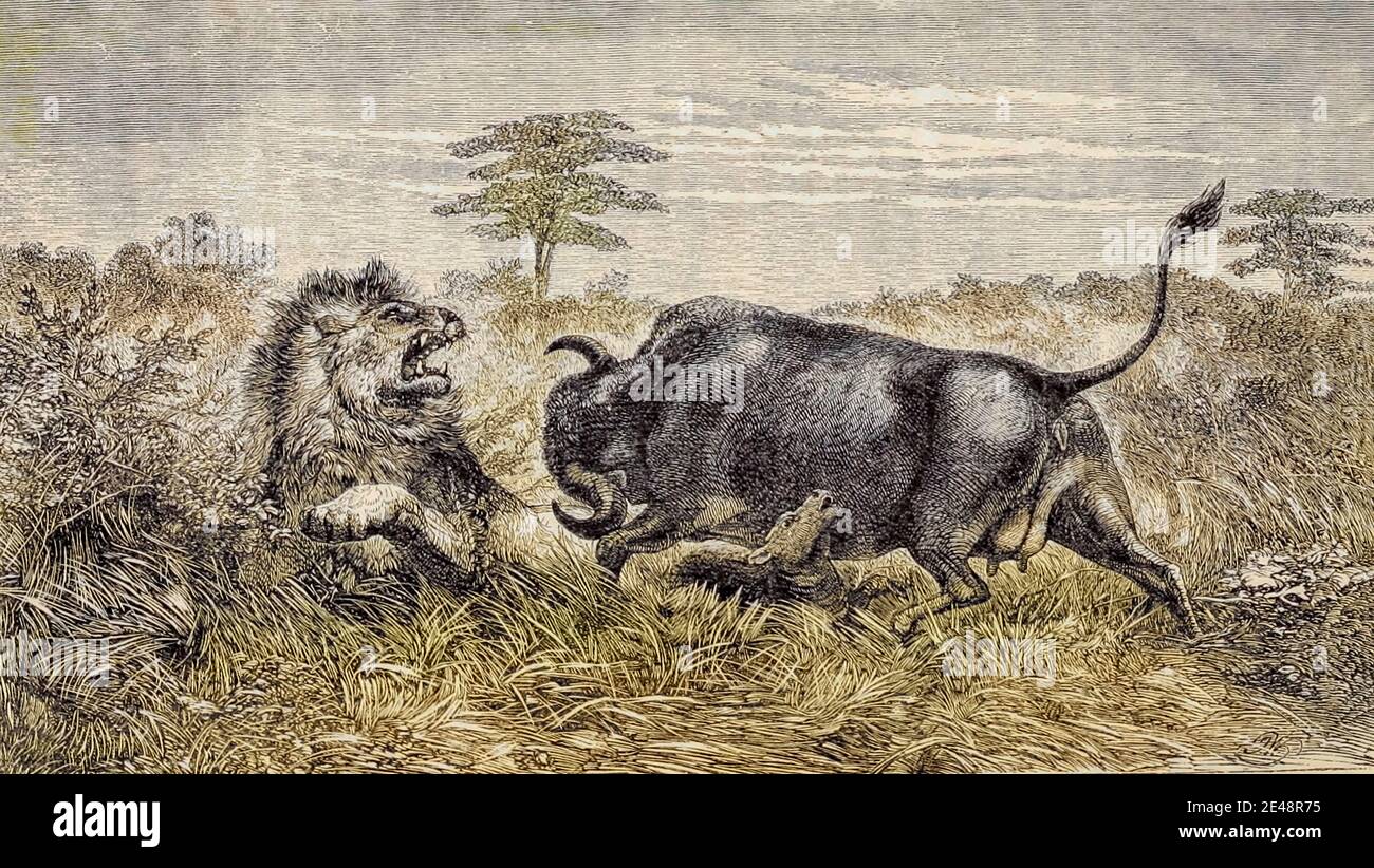 Livingstone and africa hi-res stock photography and images - Alamy