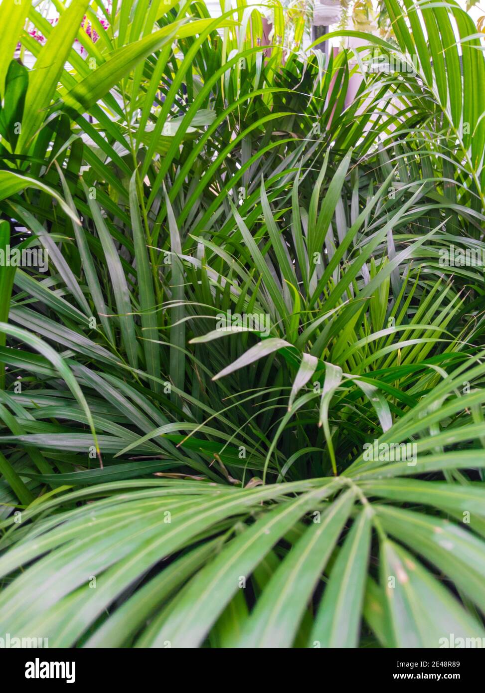 Green tropical palm tree leaves background. Exotic plant background ...
