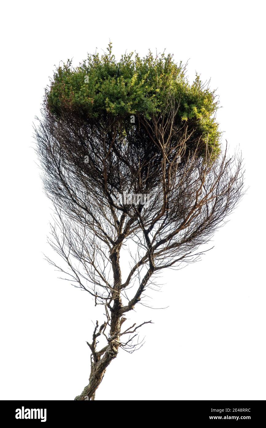 view of manuka tree branch isolated on white background Stock Photo - Alamy