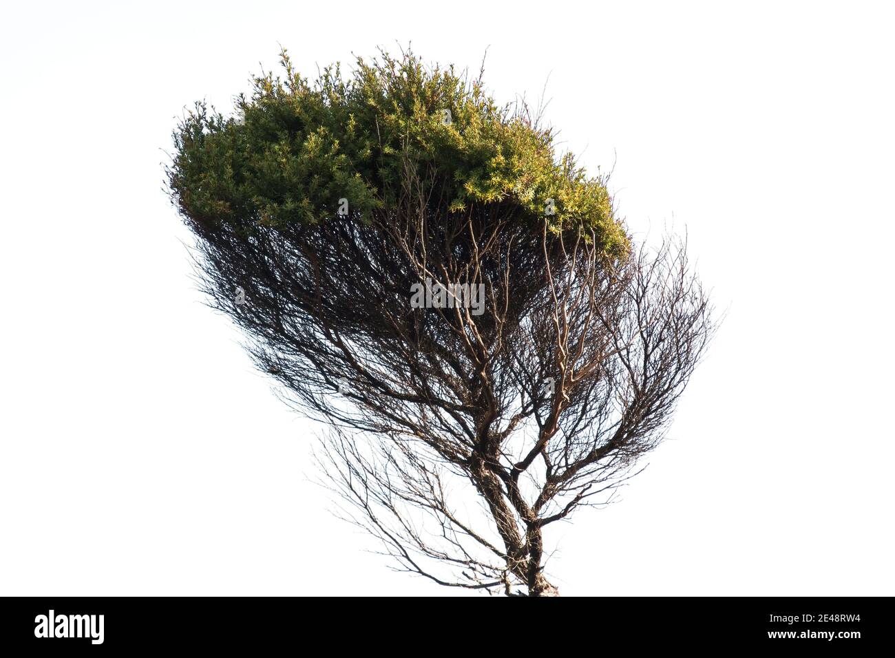 manuka tree branch isolated on white background Stock Photo - Alamy