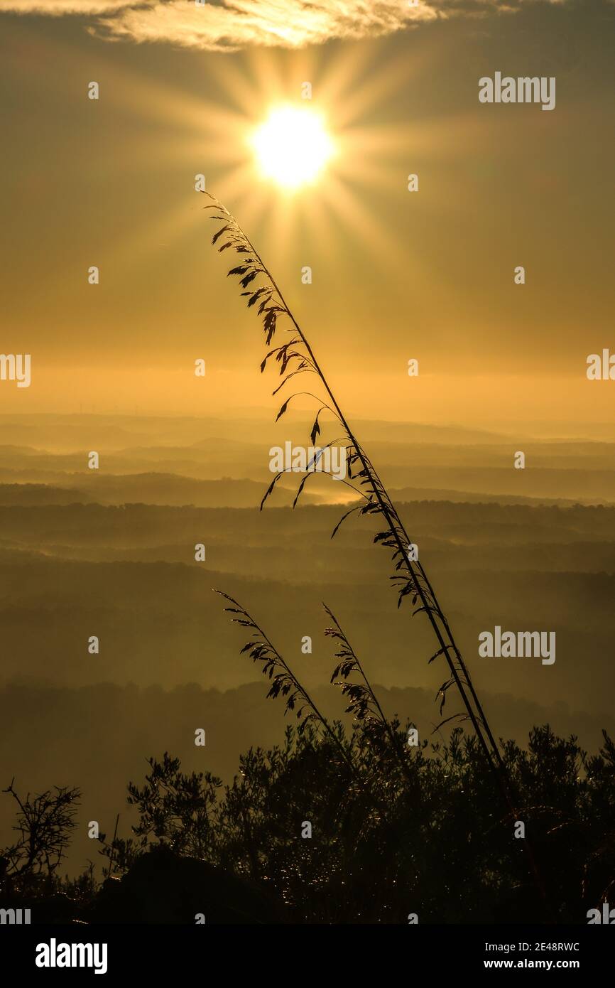 Vertical shot of a plant during the sunrise. The bright sun above the ...