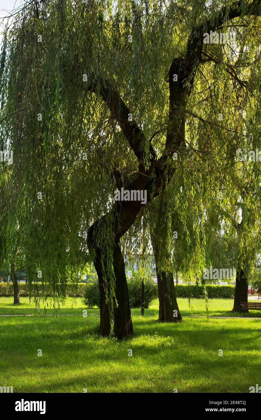 Budnik High Resolution Stock Photography and Images - Alamy