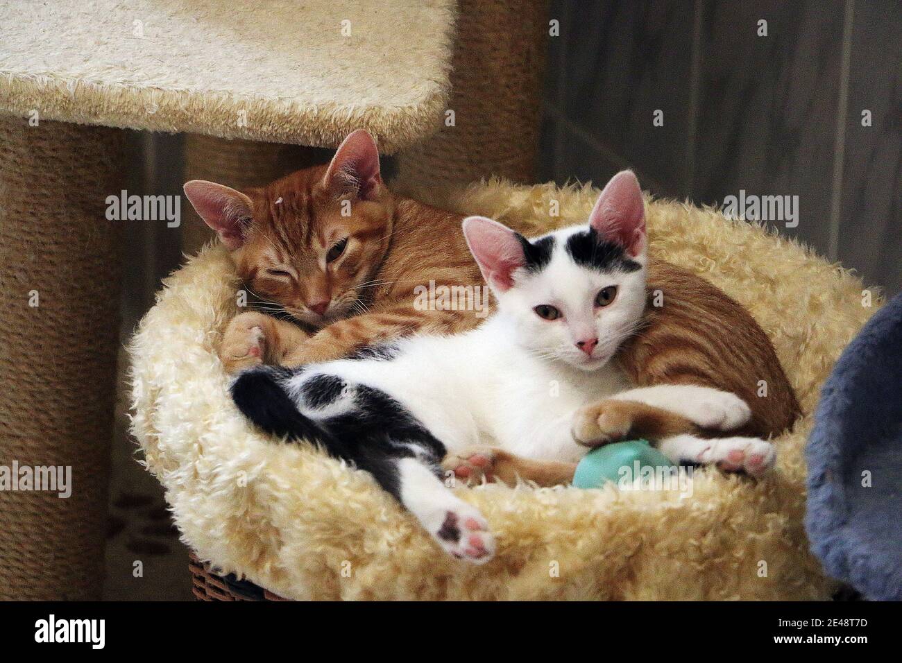 Selective focus shot of two fluffy cats lying on the soft cozy bed ...