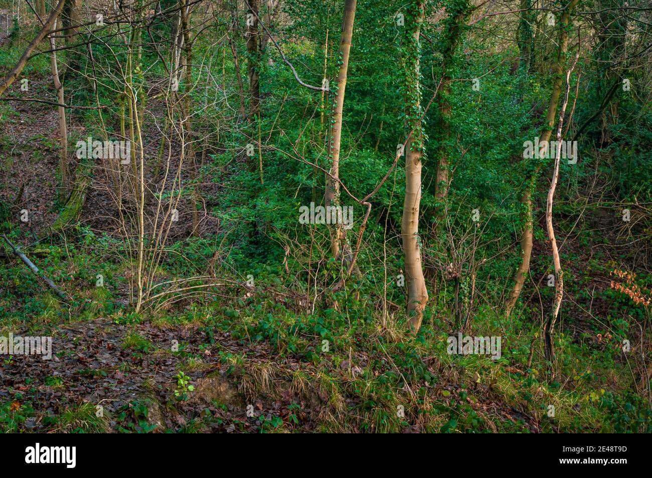 Small stream alongside shallow hi-res stock photography and images - Alamy