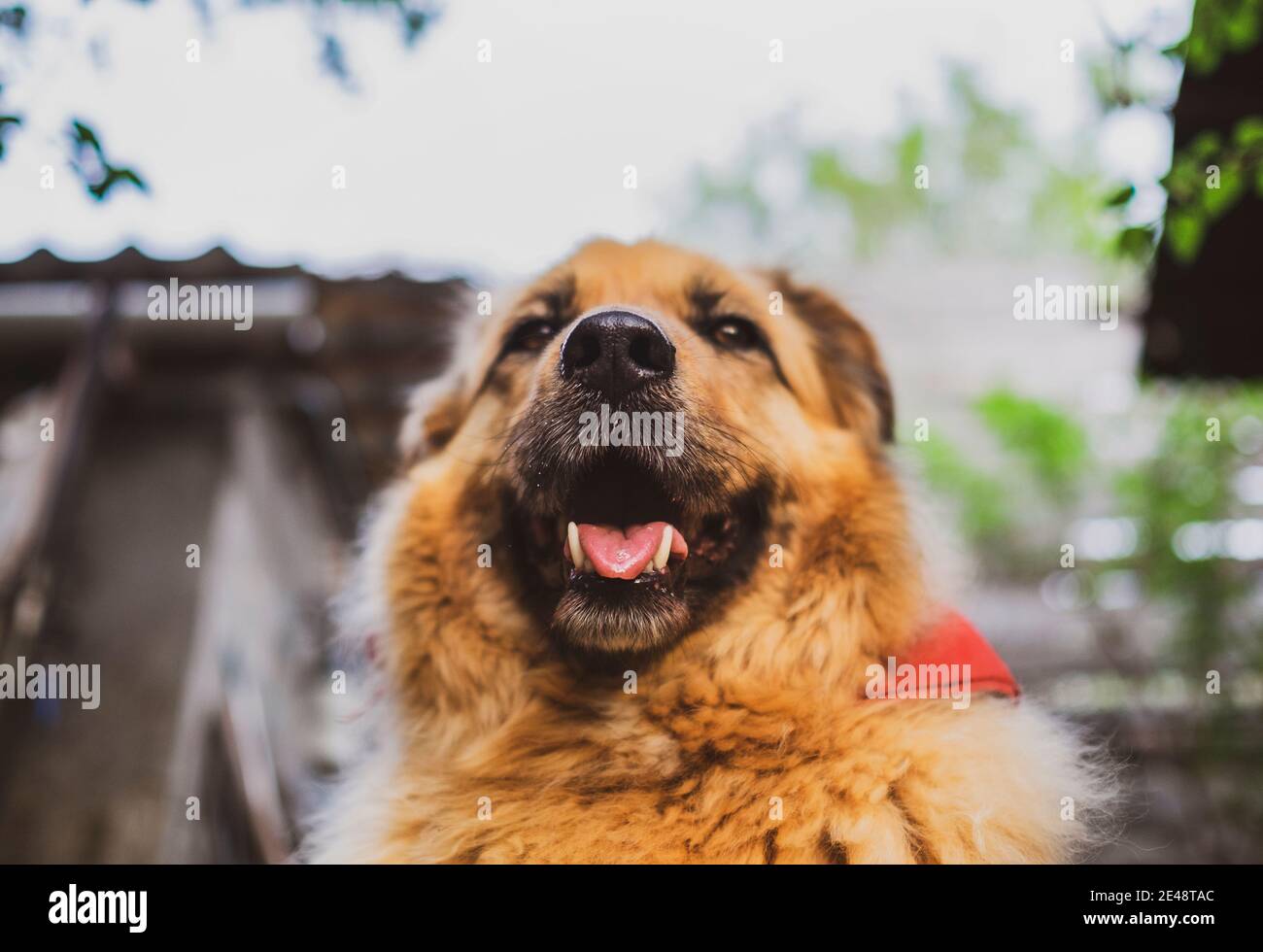 Portrait of a happy beautiful fluffy beige dog outdoors Stock Photo - Alamy