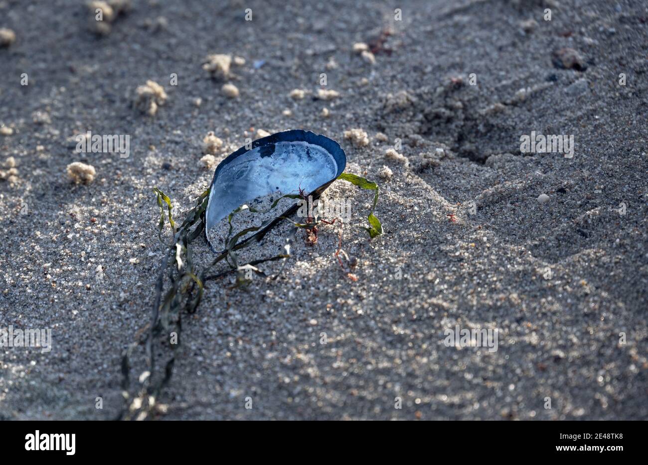 Empty blue mussel shell and algae in the sand on the beach of the ...