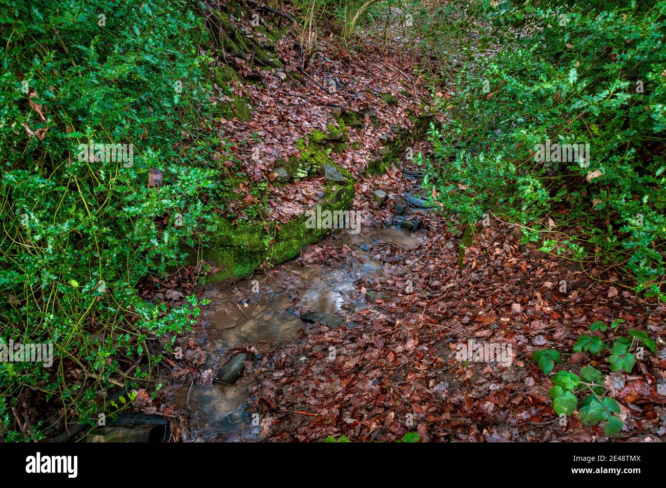 Small stream alongside shallow hi-res stock photography and images - Alamy