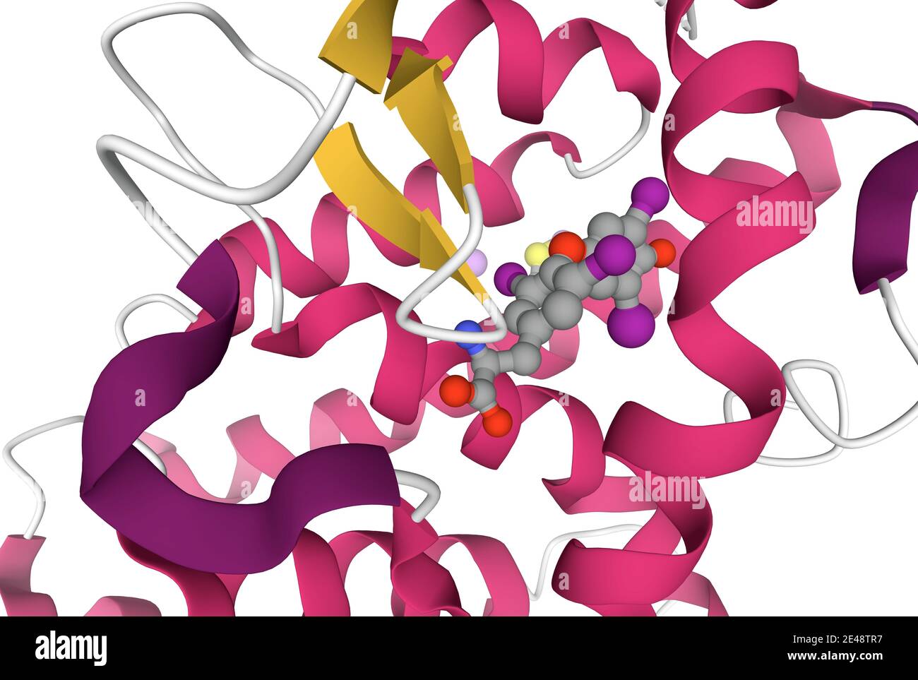 Thyroxine-thyroid hormone receptor interactions, 3D cartoon model with ...