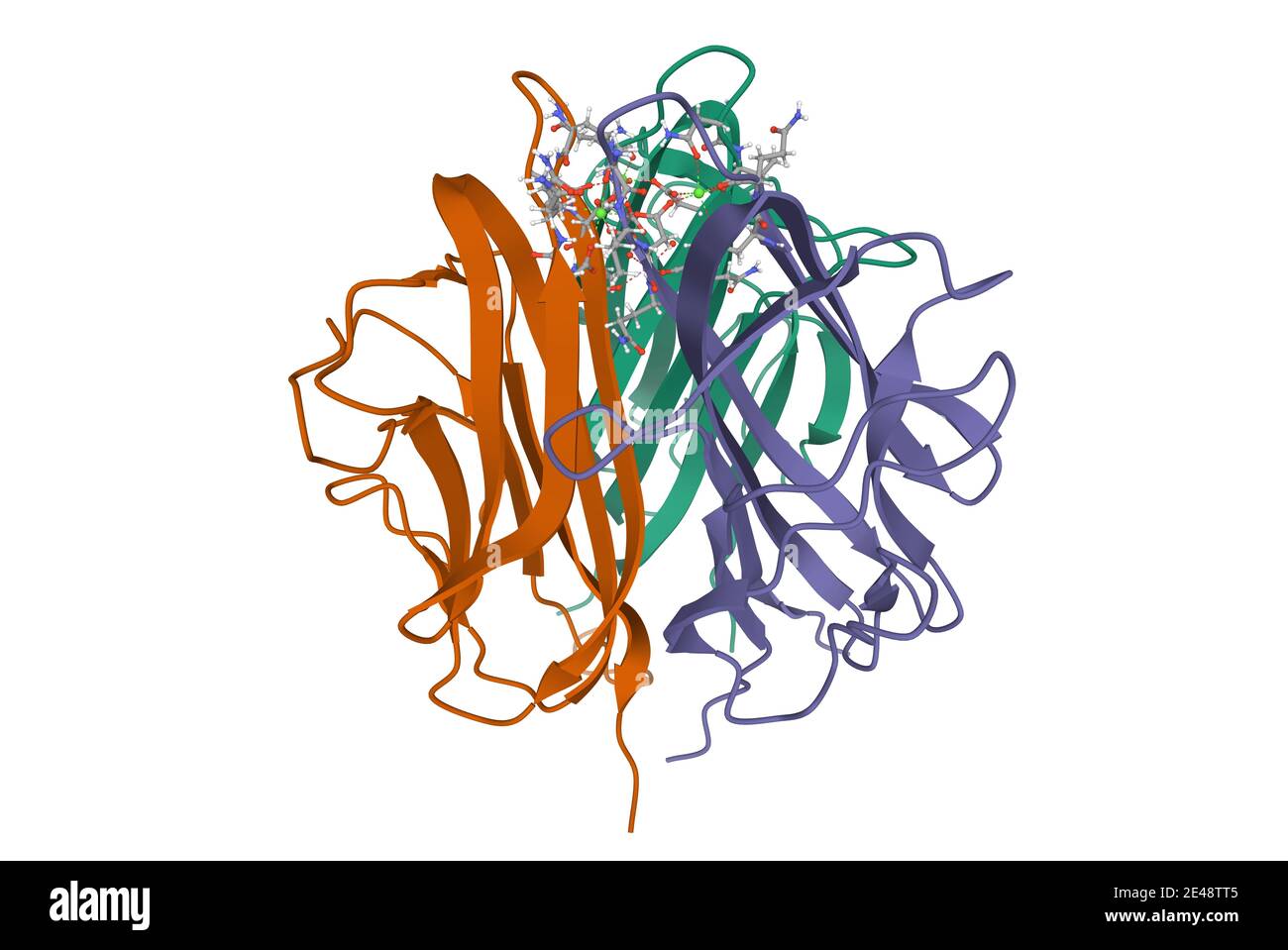 Adiponectin hi-res stock photography and images - Alamy