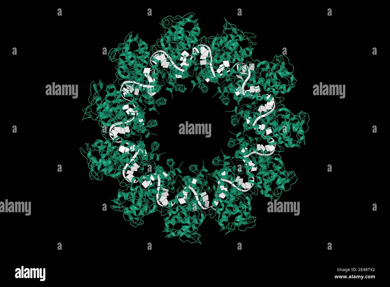 Crystal structure of the rabies virus nucleoprotein(green)-RNA(white ...