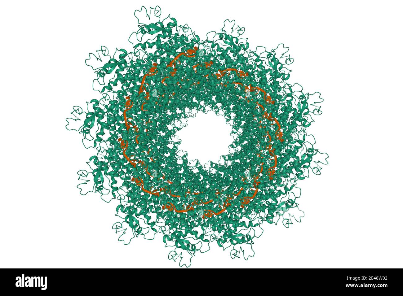 Structure of the helical Measles virus nucleocapsid, 3D cartoon model ...