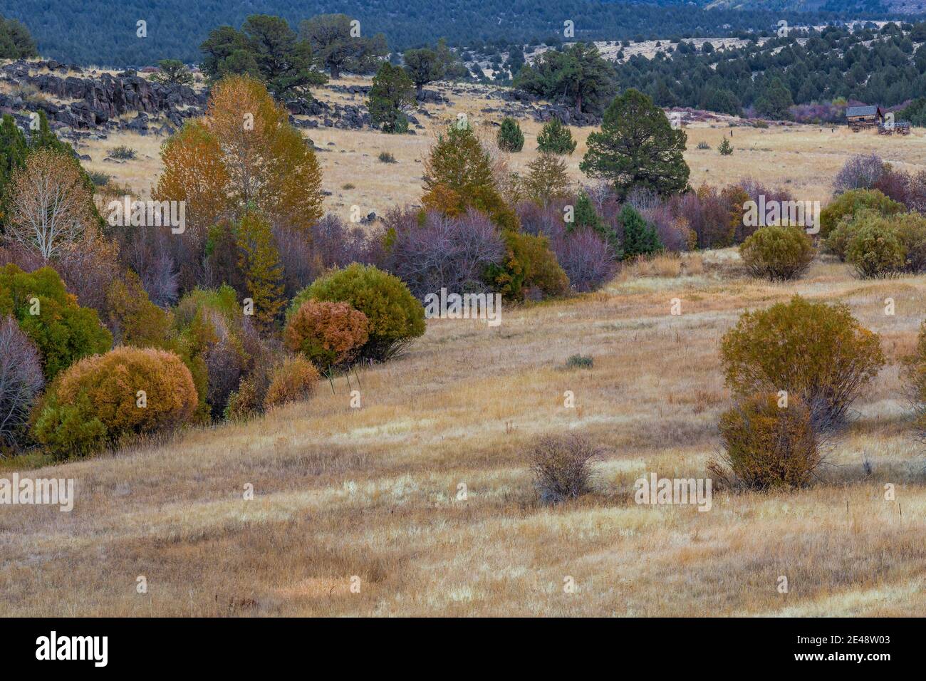 Shrubs on the Riddle Brothers Ranch on Steens Mountain is preserved as ...