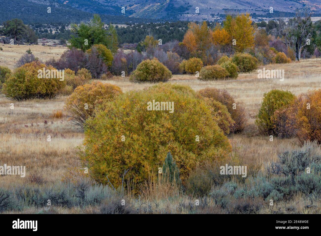 Shrubs on the Riddle Brothers Ranch on Steens Mountain is preserved as ...