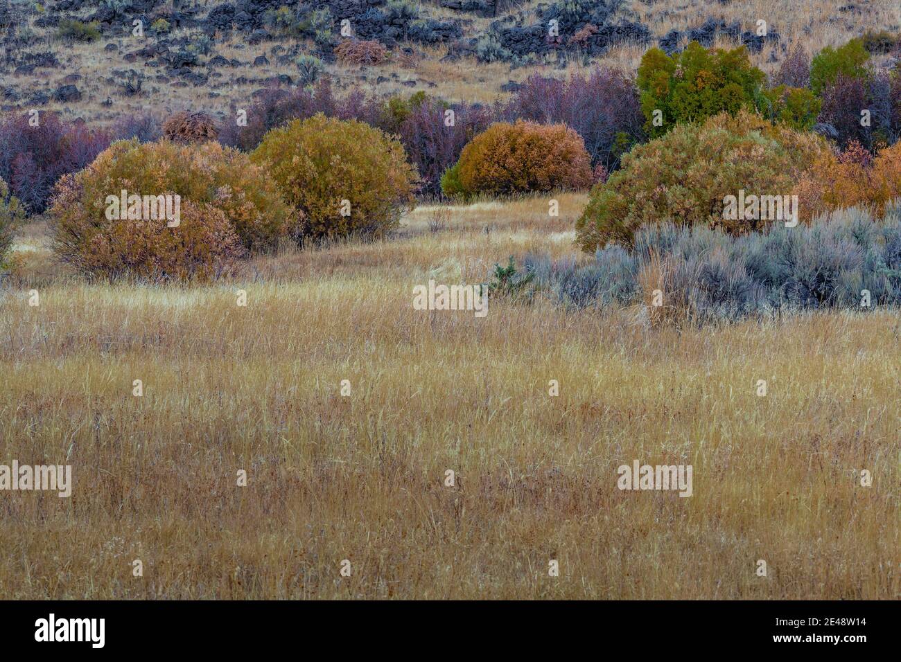 Shrubs on the Riddle Brothers Ranch on Steens Mountain is preserved as ...
