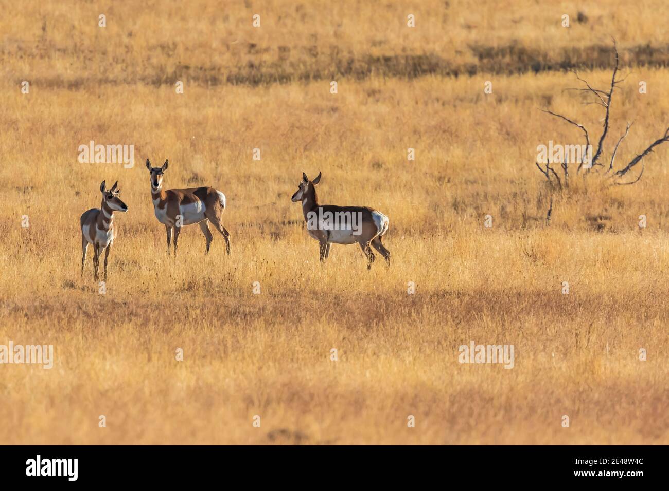 Pronghorn antelope great basin hi-res stock photography and images - Alamy