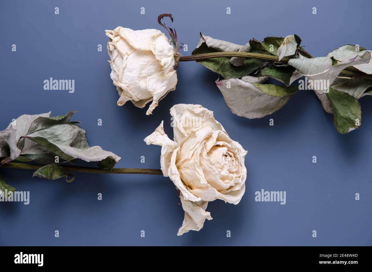 White background conceptual concept two hi-res stock photography and ...