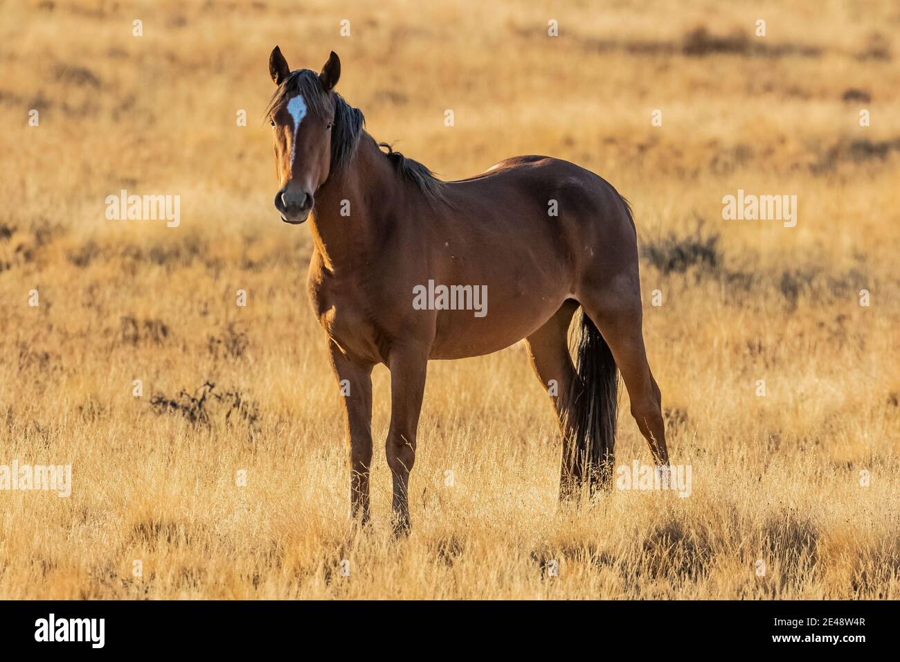 Wild mustang north america hi-res stock photography and images - Alamy