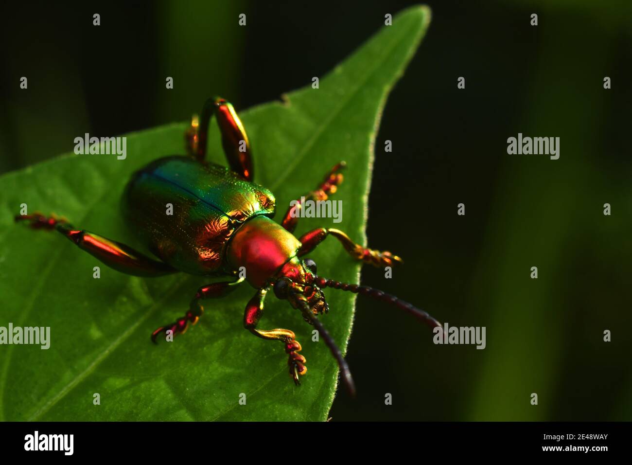 Frog beetle on green leaf. Sagra femorata Stock Photo - Alamy