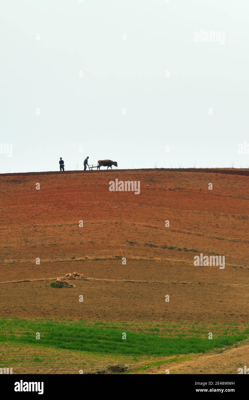 Dprk field hi-res stock photography and images - Alamy